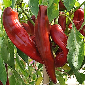 Big Jim Supersized Hot Pepper Seeds for Planting, 100+ Heirloom Seeds Per Packet, (Isla's Garden Seeds), Non GMO Seeds, Botanical Name: Capsicum annuum, Great Home Garden Gift