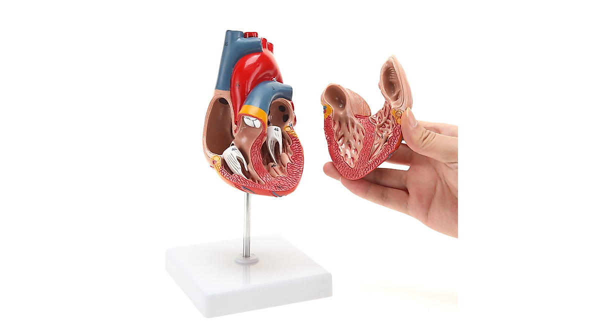 RONTEN Life Size Human Heart Model - Anatomically Accurate