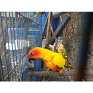 Bird Waterer Bird Feeders Bird Feed Water Dispenser for Parrot Budgies Parakeet Cockatiels Conure Lovebirds Finch African Greys 1pcs