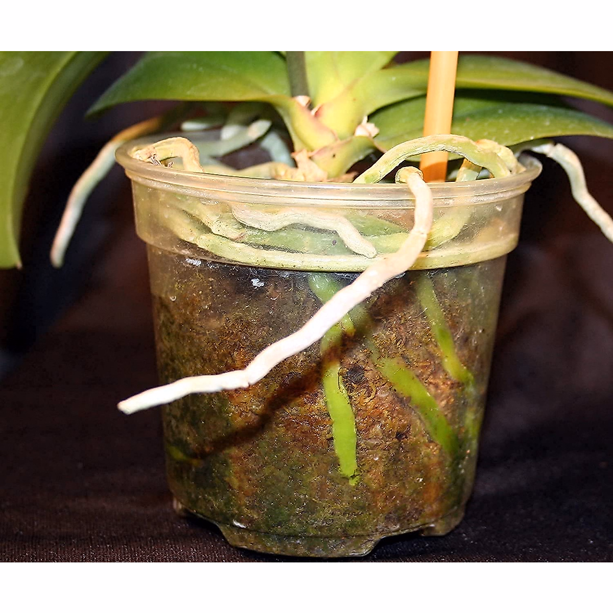 Orchid Love- The World's Greatest Orchid Food!(Net 32 fl oz. concentrate: yields 16 to 32 gallons)