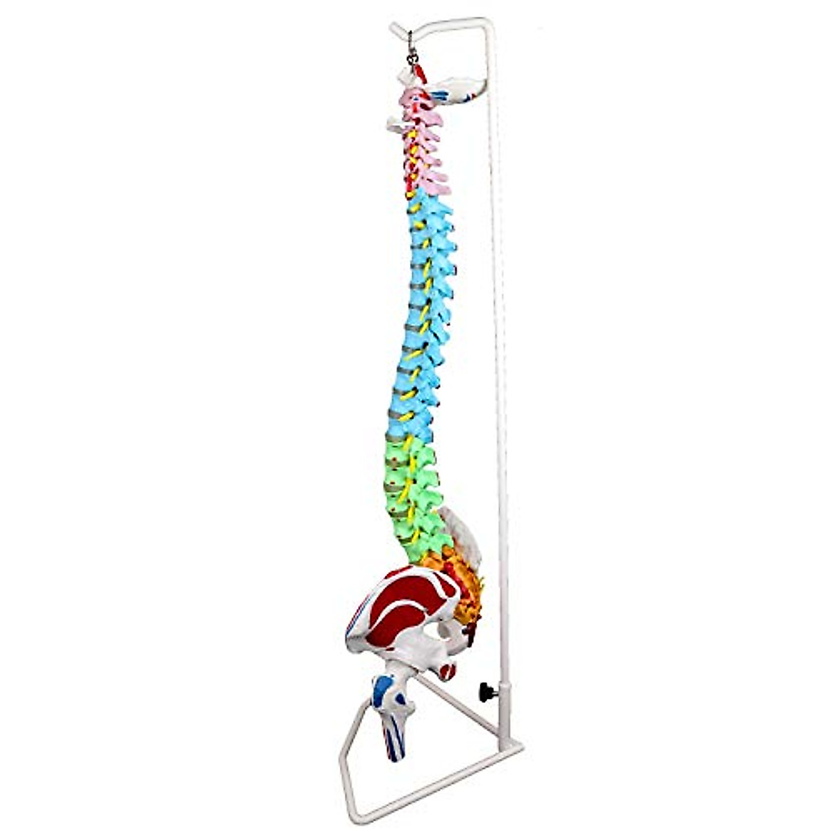 Vision Scientific VAV245 Flexible Spinal Column | 5 Color-Coded | Muscle W Occipital Bone | Sacrum, Coccyx, 24 Vertebrae, Soft Disc | Pelvic Bones & Femur Heads, Arteries, Nerve Endings | W Manual