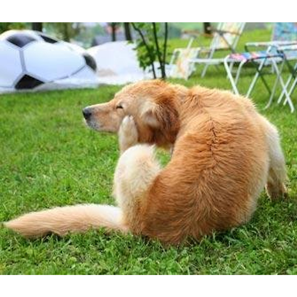 Dog Immune Support - Dog Allergy Relief - Advanced Formula Support - CHEWABLE - Dog Supplements for Skin and Coat - 2 Bottle (150 Chews)