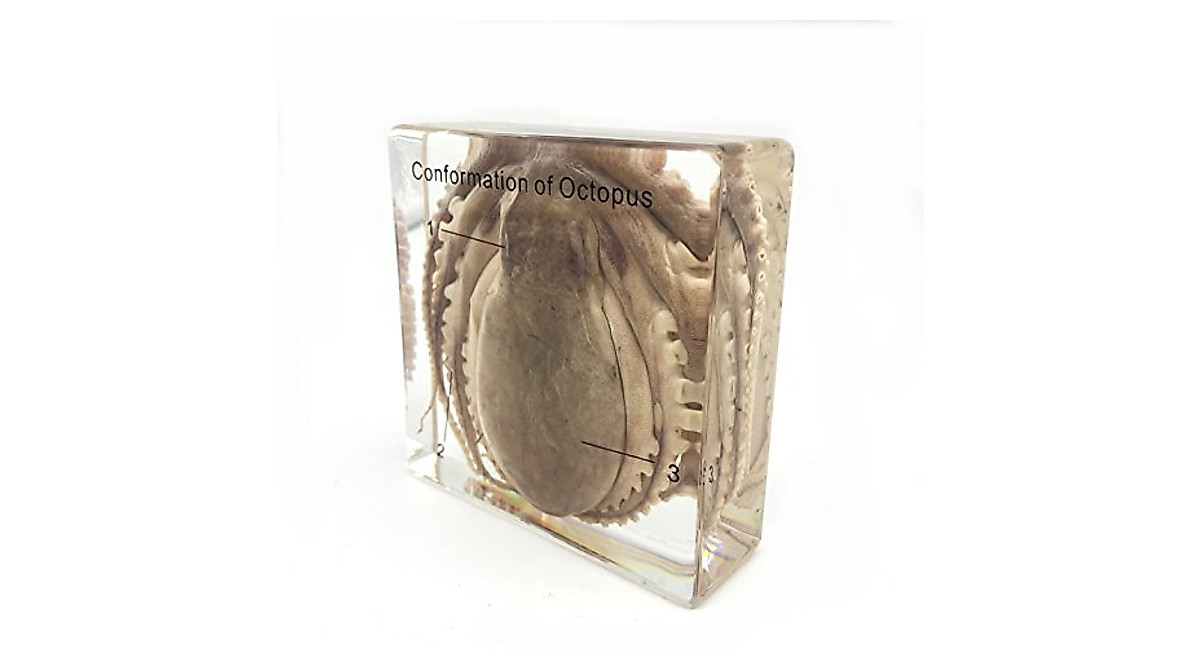 Unique Octopus Specimen for Science Education - FUNSXBUG