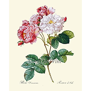 Botanical Pink White Roses Prints - Unframed - Beautiful Antique Illustration Wall Art Set of 2 Prints French Flowers Home Room Decor Small or Large Dining Room Bedroom Living Interior Design LRR
