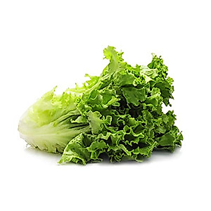 Romaine Lettuce Seeds for Hydroponics or Planting an Indoor or Outdoors Vegetable Garden Heirloom Seed Packet!
