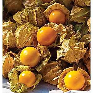 Cape Gooseberry Ground Cherry Seeds - Hundreds of Fruit on Each Plant. (100 - Seeds)