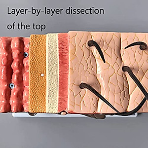 HIRNER Model Teaching Model Skin Anatomy Model Hair Follicle Structure 70x Enlarge Human Anatomy Model for Medical Teaching Learning Aid for Teaching