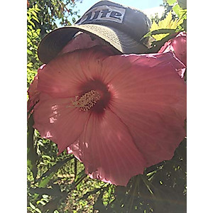 1112A-Tropical Hibiscus, Giant Pink (Hibiscus rosa-sinensis) Seeds by Robsrareandgiantseeds UPC0764425787105 Non-GMO,Organic,USA Grower, Cold Hardy, 1112-A Package of 10 Seeds