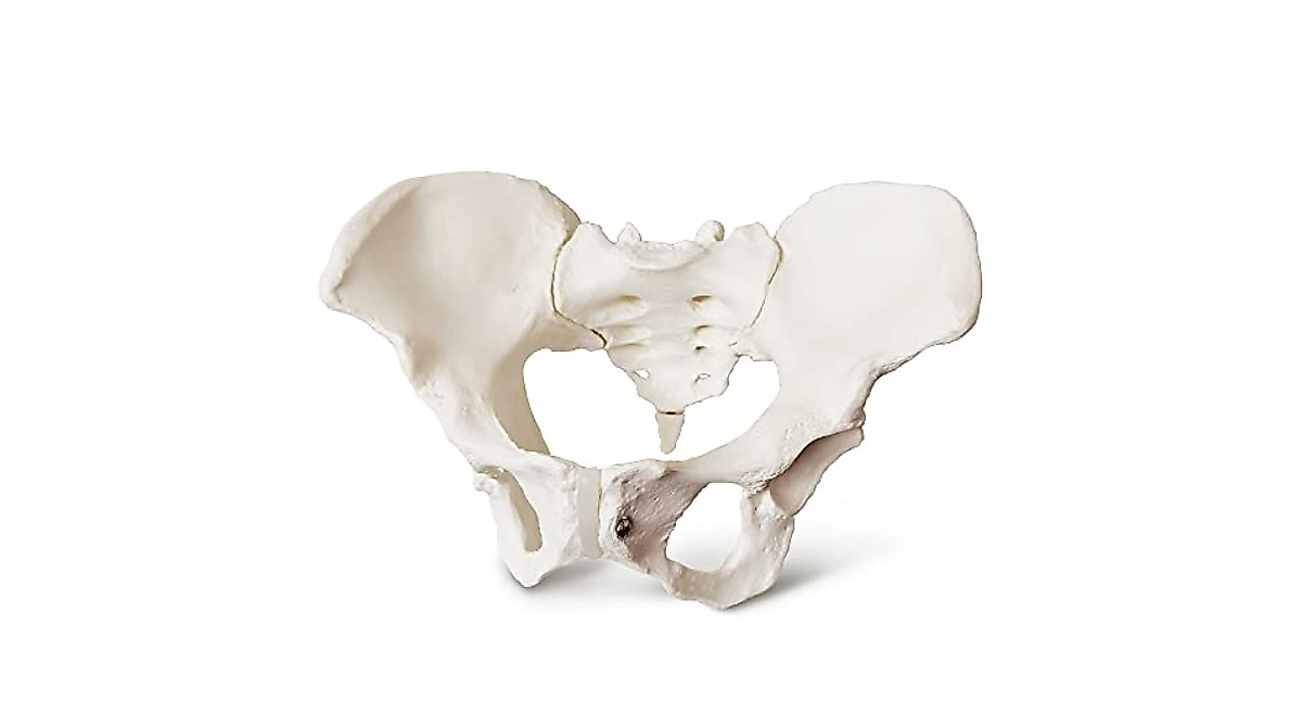 Life Size Female Pelvis Model for Anatomy Education