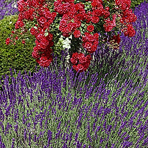Outsidepride Lavandula Angustifolia True Lavender English Herb Garden Plant Seed - 5000 Seeds