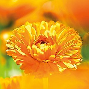 WELEDA Calendula Baby Cream - Protects Sensitive Baby Skin Against Soreness - The Ideal Care for The Diaper Area - Cares Gently & soothes Skin - Promotes Skin Regeneration - 75 ml