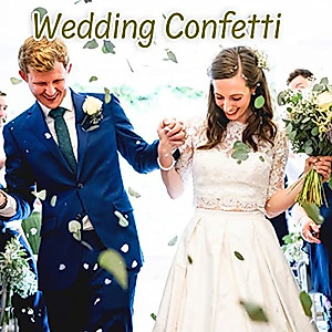 1600+ Small Preserved Real Eucalyptus Leaves, 100% Natural Bulk Eucalyptus, Biodegradable Wedding Leaves Confetti for Anniversaries, Birthday, Graduation, Bridal Showers, Baby Shower Party Decor