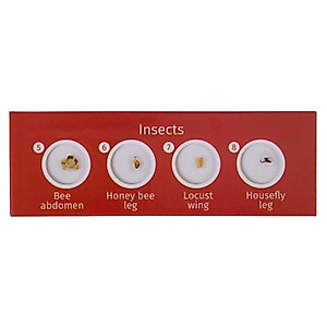 Levenhuk LabZZ CP24 Creatures and Plants Prepared Microscope Slides Set for Kids Children and Students Education