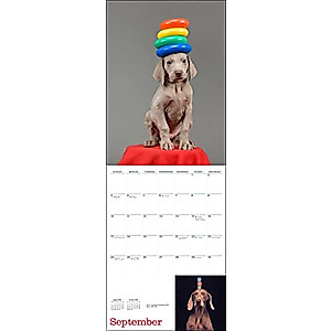 William Wegman Big and Little 2023 Wall Calendar