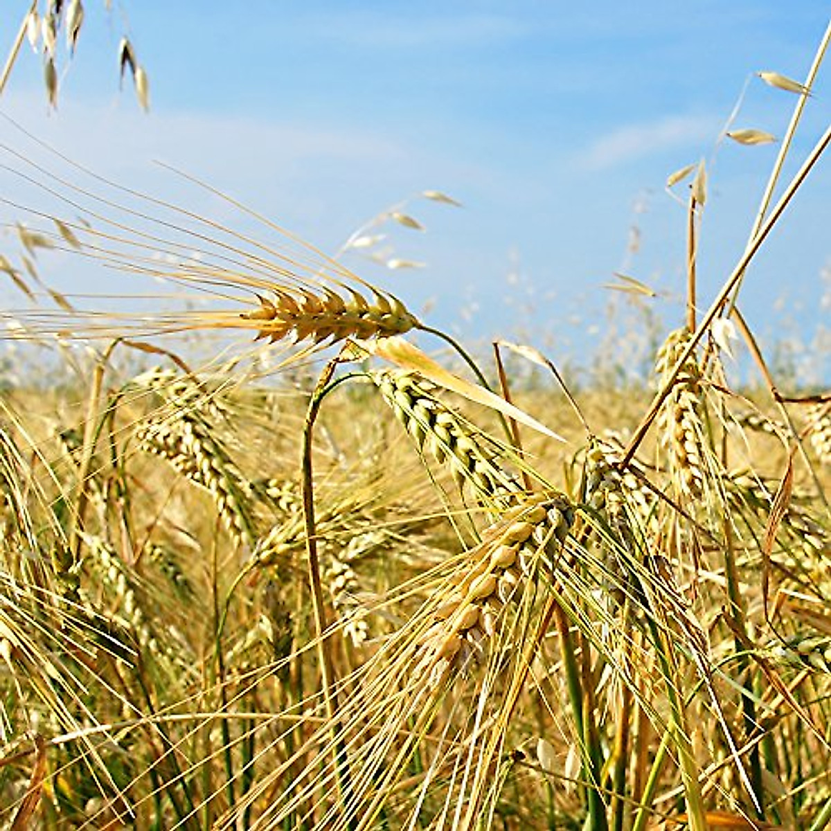 Babo Botanicals Moisturizing Baby Shampoo and Wash Oat Milk Calendula, 16 Ounce