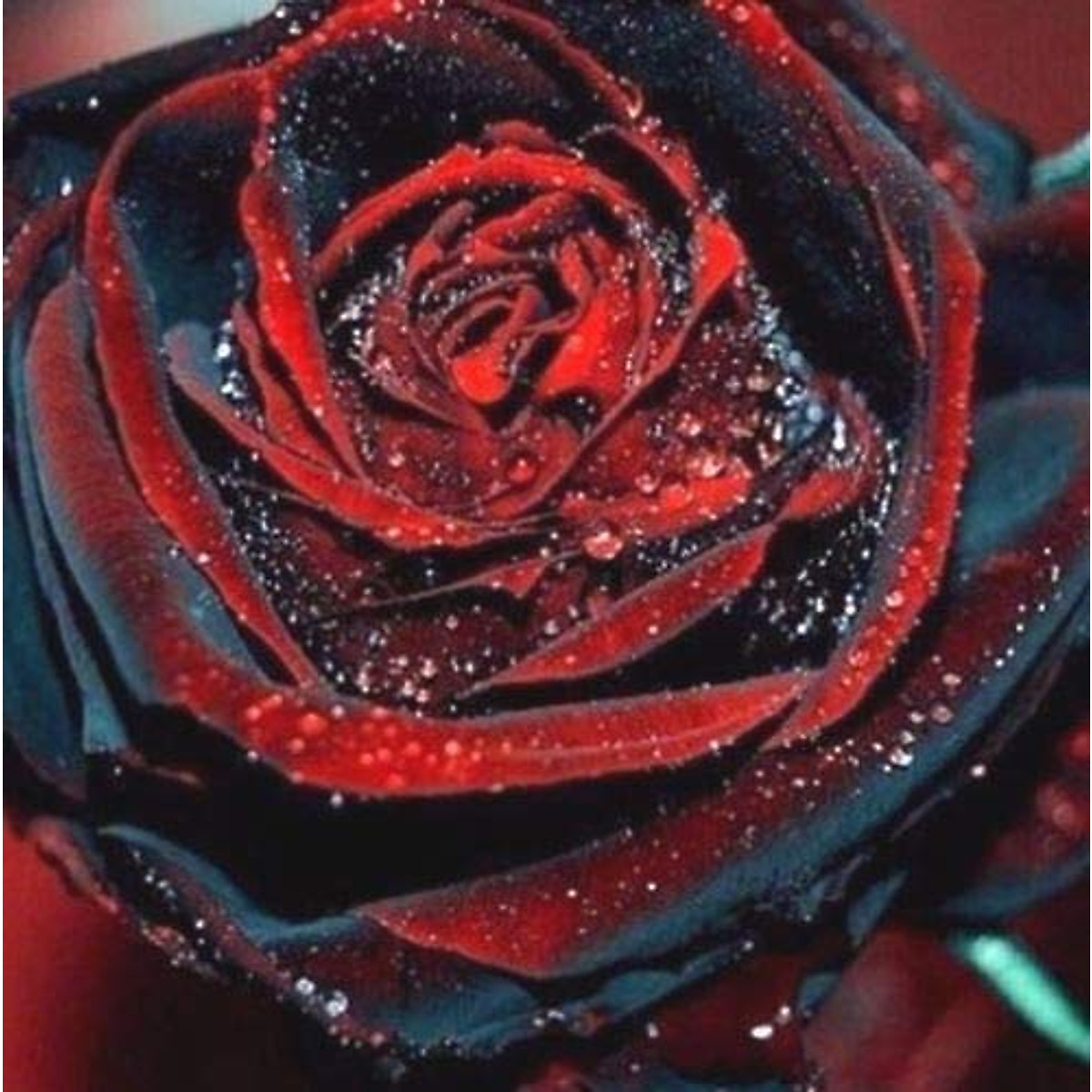 Portal Cool Fd3885 True Blood Rose Bush Seeds Rare Seed Lover Gift Seed Garden ~20 Seeds~ ?