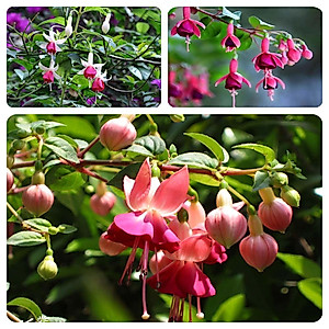 200PCS Fuchsia Seeds Fuchsia Flower Seeds for Planting Non GMO Heirloom Garden Seeds Outdoor Indoor (Mix Color)
