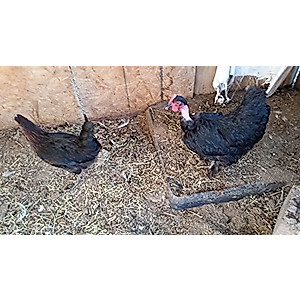 6 Fertile Chicken Hatching Eggs