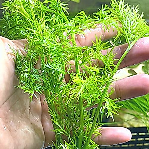 Greenpro | Water Sprite Potted Easy Live Aquarium Plants for Fish Tank Decoration Freshwater