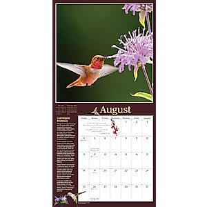 Audubon Birds in the Garden Wall Calendar 2024: Use Native Plants to Attract Birds and Pollinators to Your Backyard