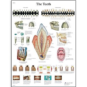 3B Scientific VR1263L Glossy Laminated Paper The Teeth Anatomical Chart, Poster Size 20" Width x 26" Height