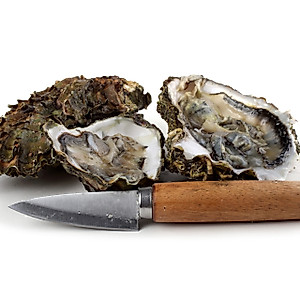 SEJONG COOK Oyster Shucking Knife, Commercial Grade Clam and Shellfish tool With Ergonomic Grip And Wood Handle, Good For Home Restaurant Kitchen And Outdoor (2.5T Stainless Steel)