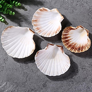 QEQEKAKA 6PCS Scallop Shells 4‘’-4.5" Natural Sea Shells White Hawaiian Scallop Shells for Baking DIY Craft Home Vase Fillers & Beach Wedding Party Decor