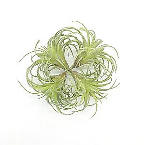 ZKTECH 4 Pack Artificial Succulent Plants Flocked Air Plants Grass Faux Flocking Tillandsia Air Plants Bromeliads for Home Garden Decor Terrarium Project Fake Artificial Plants Arrangement