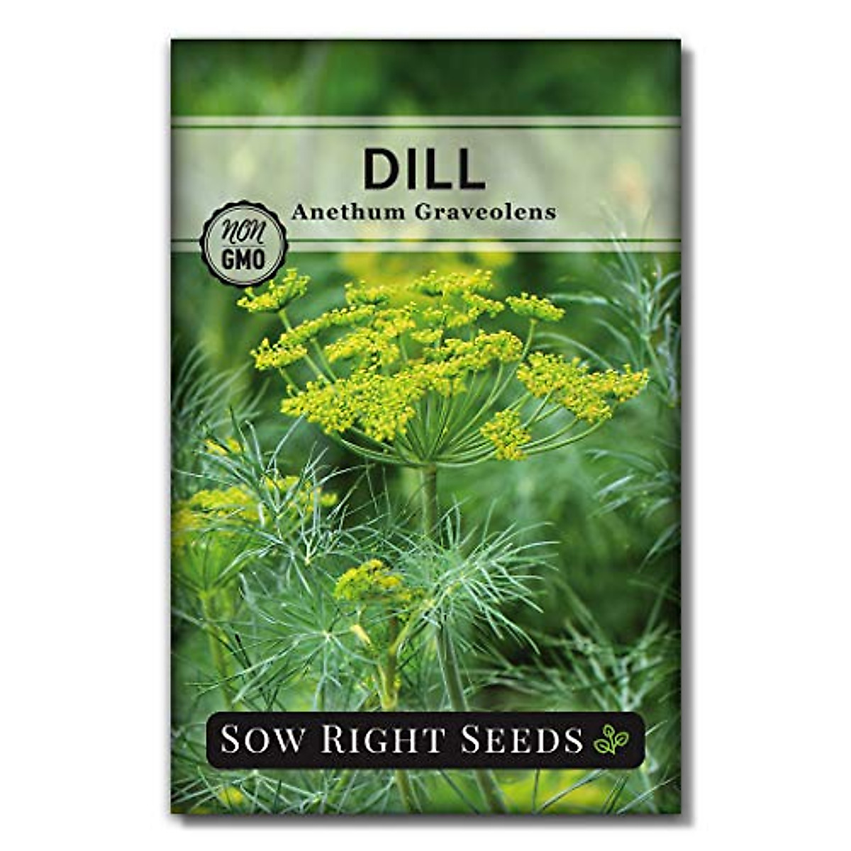 Sow Right Seeds - Dill Seed for Planting - All Non-GMO Heirloom Dill Seeds with Full Instructions for Easy Planting and Growing Your Kitchen Herb Garden, Indoor or Outdoor; Great Gift