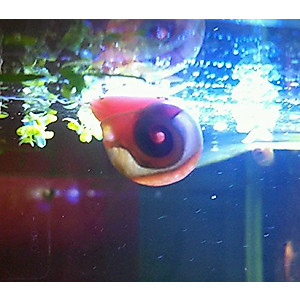 9+ Live Ramshorn Snails Aquarium or Pond, Algae Clean Up! Shipped Daily!
