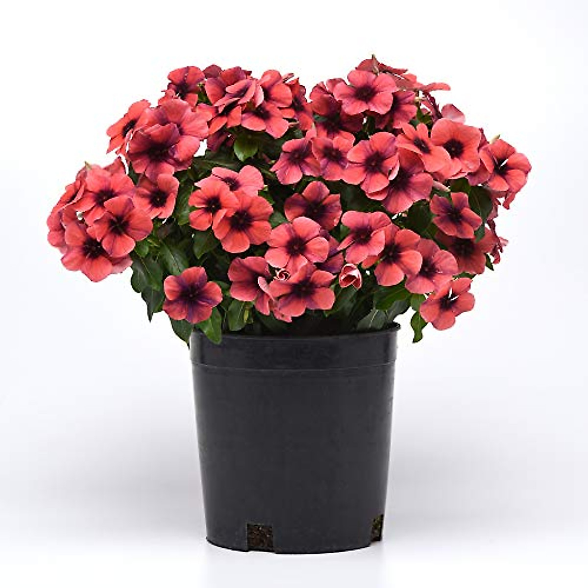 Outsidepride Vinca Periwinkle Papaya Garden Flower, Ground Cover, & Container Plants - 50 Seeds