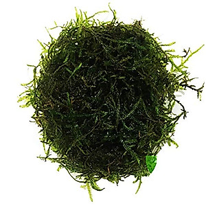 Planterest - Java Moss | Vesicularia Dubyana Freshwater Live Aquarium Plant BUY2GET1FREE