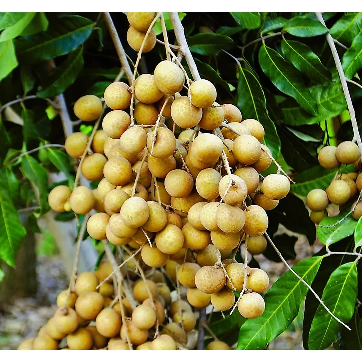 Longan Tree Live Plant, Longan Fruit Tree Seedlings 6 to 10 Inc Height ...
