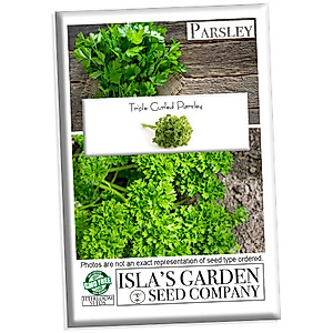 Triple Curled Parsley Seeds for Planting, 300+ Seeds Per Packet, (Isla's Garden Seeds), Non GMO & Heirloom Seeds, Botanical Name: Petroselinum crispum, Great Herb Garden Gift