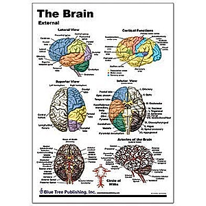 Brain Anatomical Chart