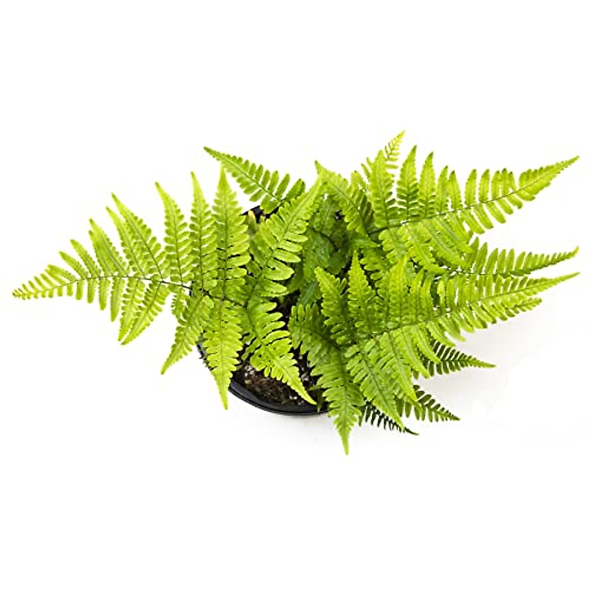 Autumn Fern Plants Live Outdoor Plants, Fern Plant Live Plants Outdoor Live Fern Potting Soil, Landscape Edging Perennial Plants for Shade, Outdoor Plants Live Ferns for Outdoors by Plants for Pets