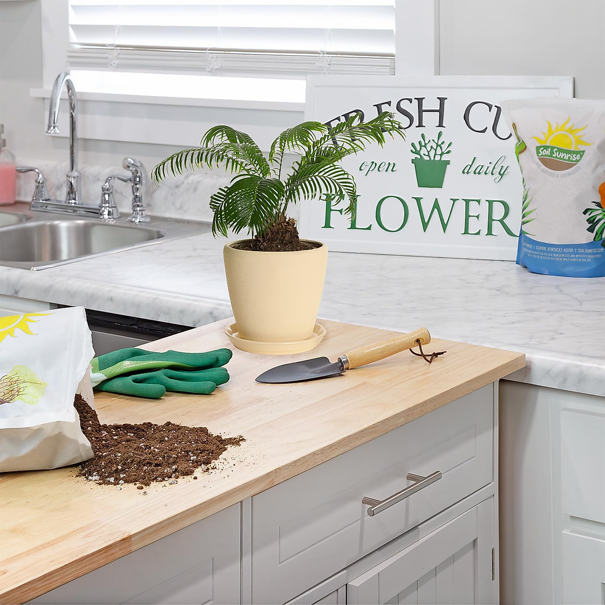 Palm Tree Potting Soil (8 Quarts), All Purpose Mix for Growing Indoor Palm Plants