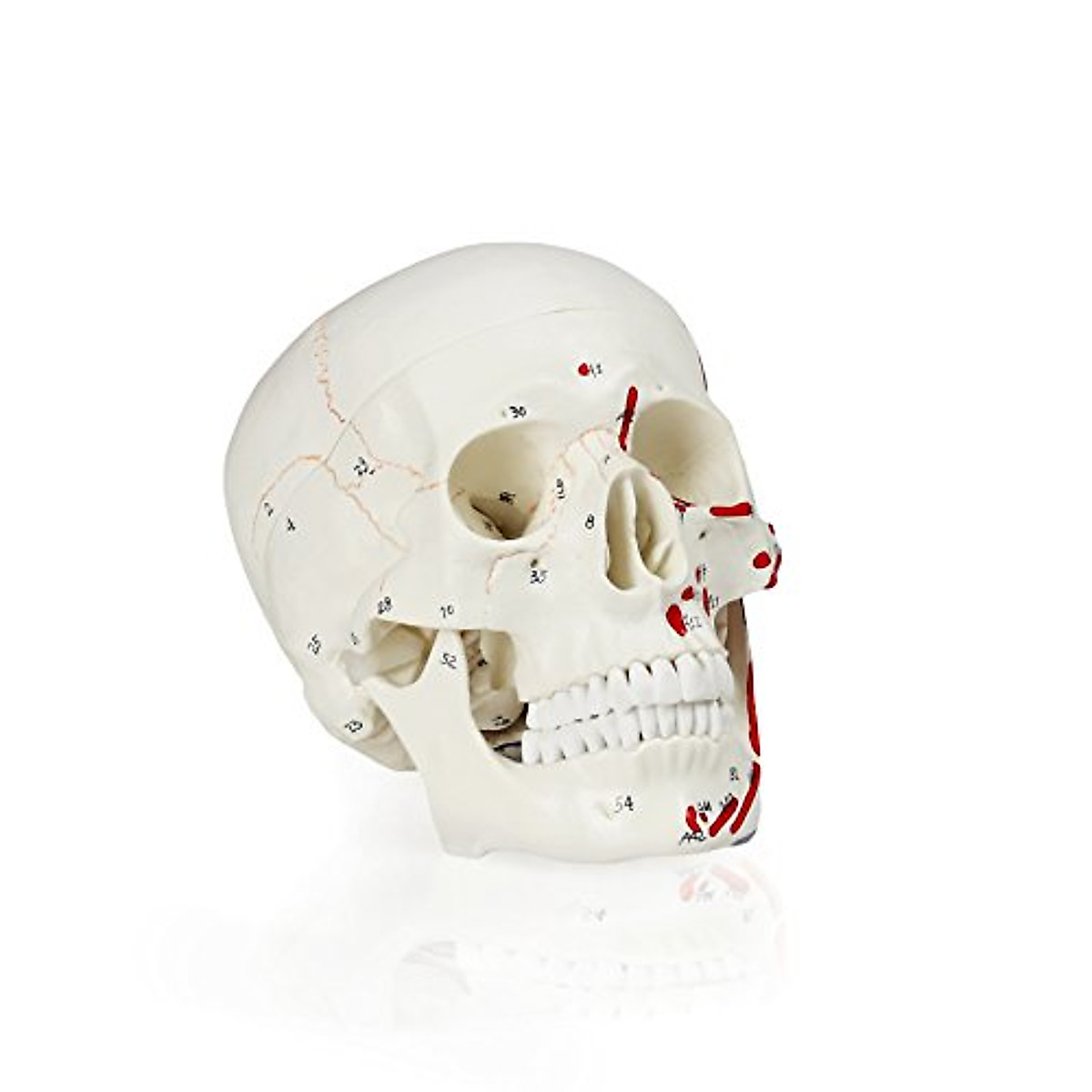 Walter Products B10208 Human Skull Model with Markings, Life Size