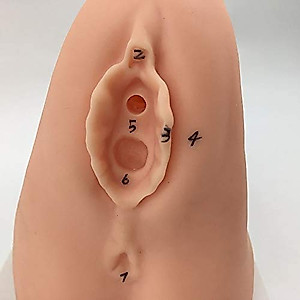 Catheterization Model, Female Internal and External Catheterization Model- PVC Manikin Teaching Model - for Gynecology Medical Educational Training Aid Medical Practice Traning Model Nursing Trainin