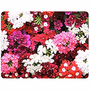 100+ Mix Moss Verbena Seeds Flower Violet Annual Garden