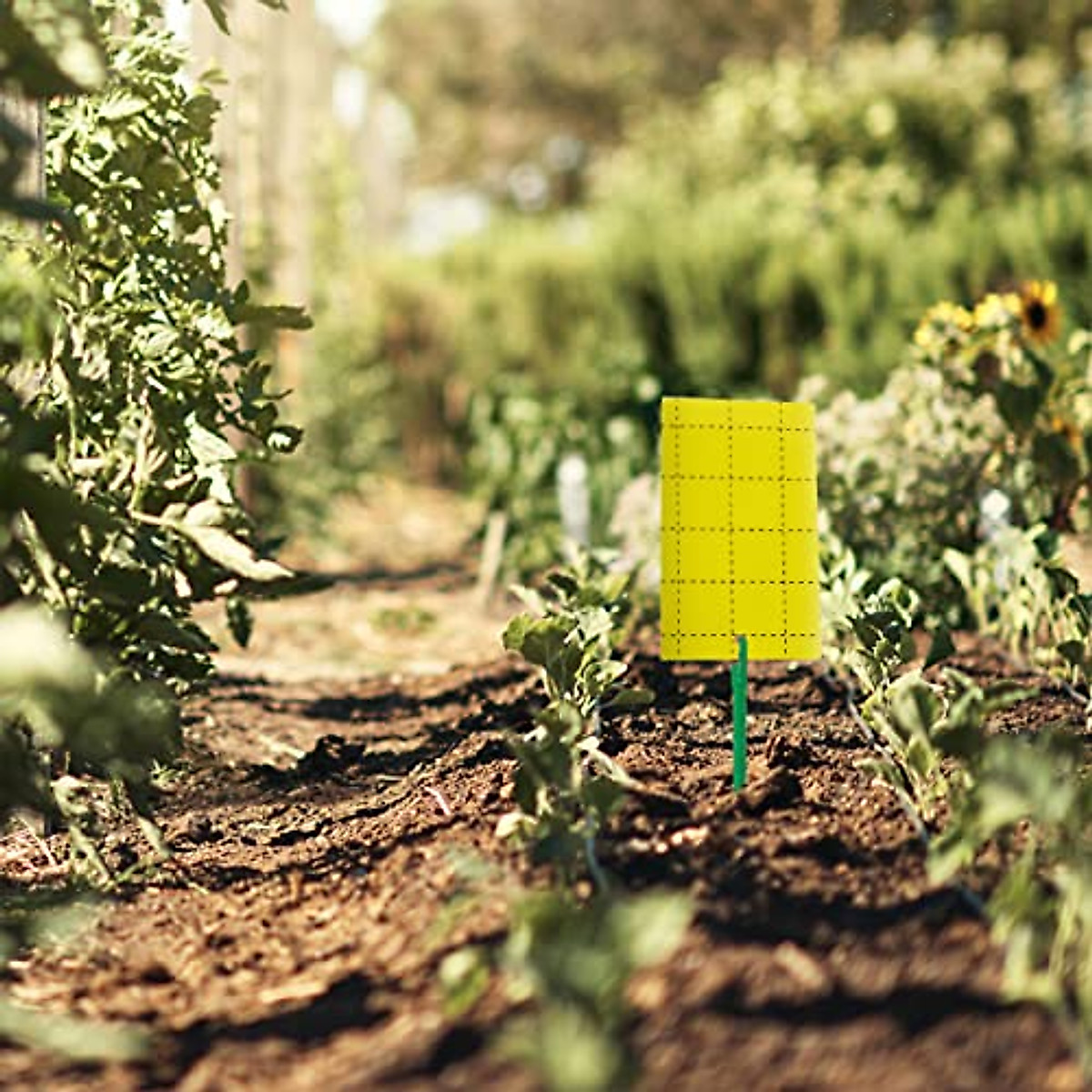 Double-Sided Yellow Sticky Card Insect Trap by Catchmaster - 72 Count, Ready to Use Indoors & Outdoors. Flying Bug Plastic Monitor Plant Protection Greenhouse UV-Resistant Waterproof Non-Toxic