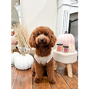 Pet Friendly Wax Melts | Pet Safe Wax Melts | All Natural Dog Safe Wax Melts | Non-Toxic Wax Melts | Pet Odor Eliminator | Pure Soy Wax Melts | Veterinarian Approved (Pumpkin Pecan Waffles)