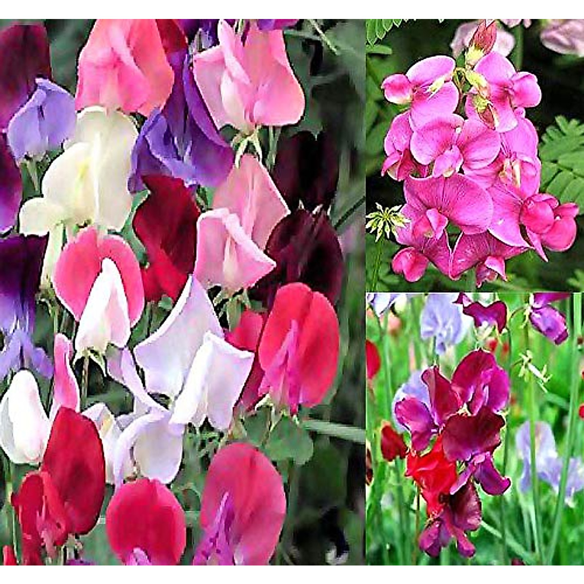 Big Pack - Sweet Pea Sweetpea Flower Seed (400+) Lathyrus odoratus Flower Seeds - Heirloom Mix Very Fragrant Blooms - Red Salmon Pink Lavender - Non-GMO Flower Seeds By MySeeds.Co (Big Pack Sweet Pea)