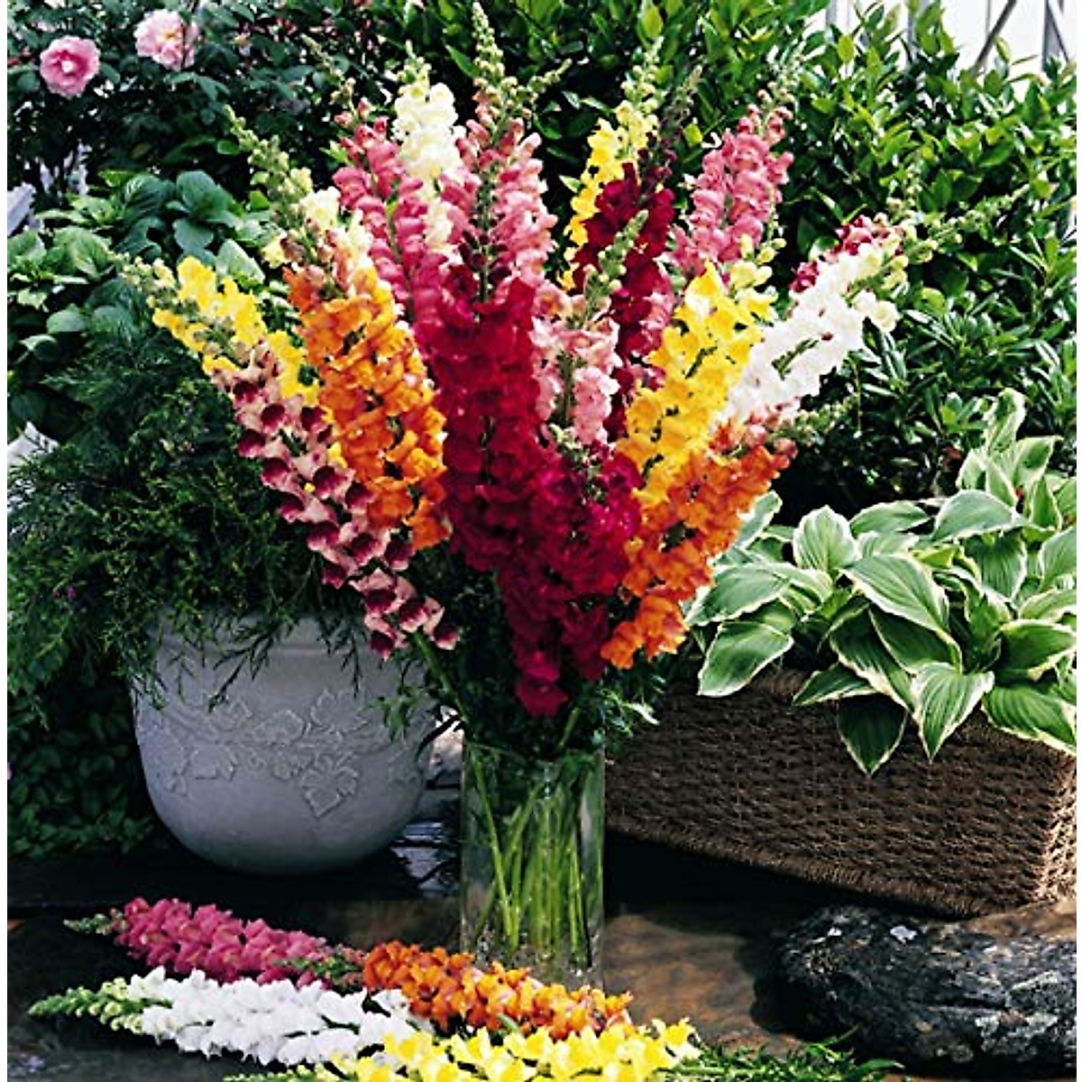 Multicolor Tall Snapdragon Seed Mix 1000+ Seeds for Planting Non-GMO