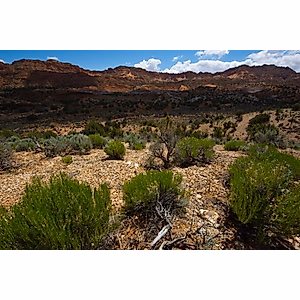 Sigma SD15 14MP X3 FOVEON CMOS Digital SLR with 3.0 inch LCD