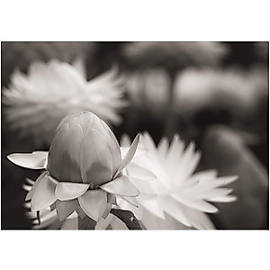 Digital Nc 48 Macro LED Ring Light & Ring Flash with LCD Display Compatible with Nikon, Canon, Sony, Panasonic, Leica, Fujifilm, Pentax & Olympus DSLR's