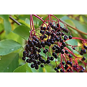 Gaea's Blessing Seeds - Elderberry Seeds - American Black Elderberry Heirloom - Non-GMO Seeds with Easy to Follow Planting Instructions - 90% Germination Rate