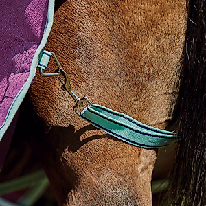 WeatherBeeta ComFiTec Premier Freedom Pony Detach-A-Neck Medium Horse Blanket, Purple/Navy/Mint, 63"