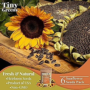 Sunflower Seeds Pack for Planting Outdoors - 6 Beautiful Sunflower Seed Varieties to Plant - Autumn Beauty, Lemon Queen, Mexican, Sunspot, Velvet Queen, Wild Sunflower - Flower Seeds for Planting