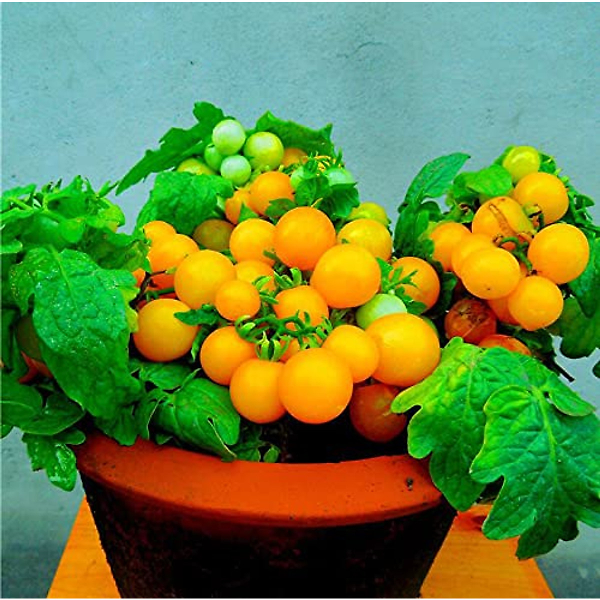 VAACNEE 100 Seeds Indoor Cherry Tomato Dwarf Red and Yellow Tomato Rare Vegetable Heirloom Seeds